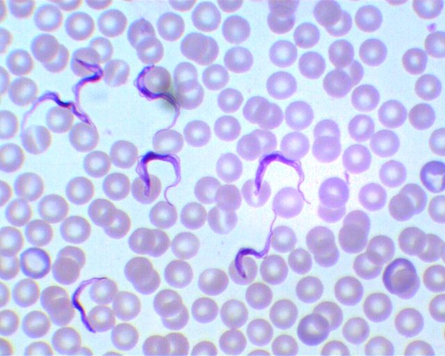 trypanosoma gambiense 1000x